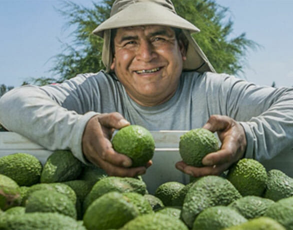 Camposol y 4,5 millones de USD de ahorro en una campaña - Hispatec